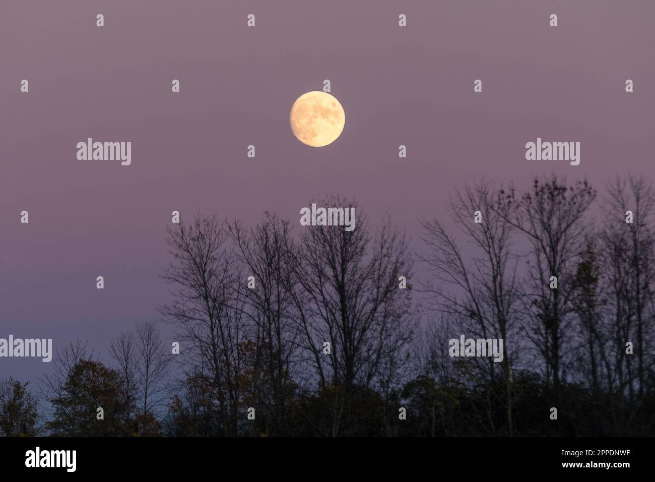 A yellow moon rises over bush on a gorgeous evening in Prince Edward ...