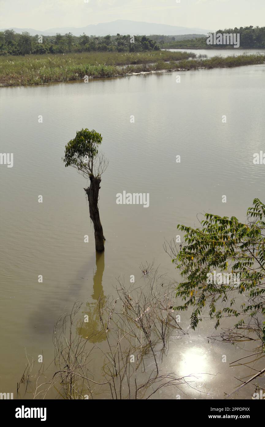 A tree that partly submerged in water, on Kampar Kanan river near Muara ...