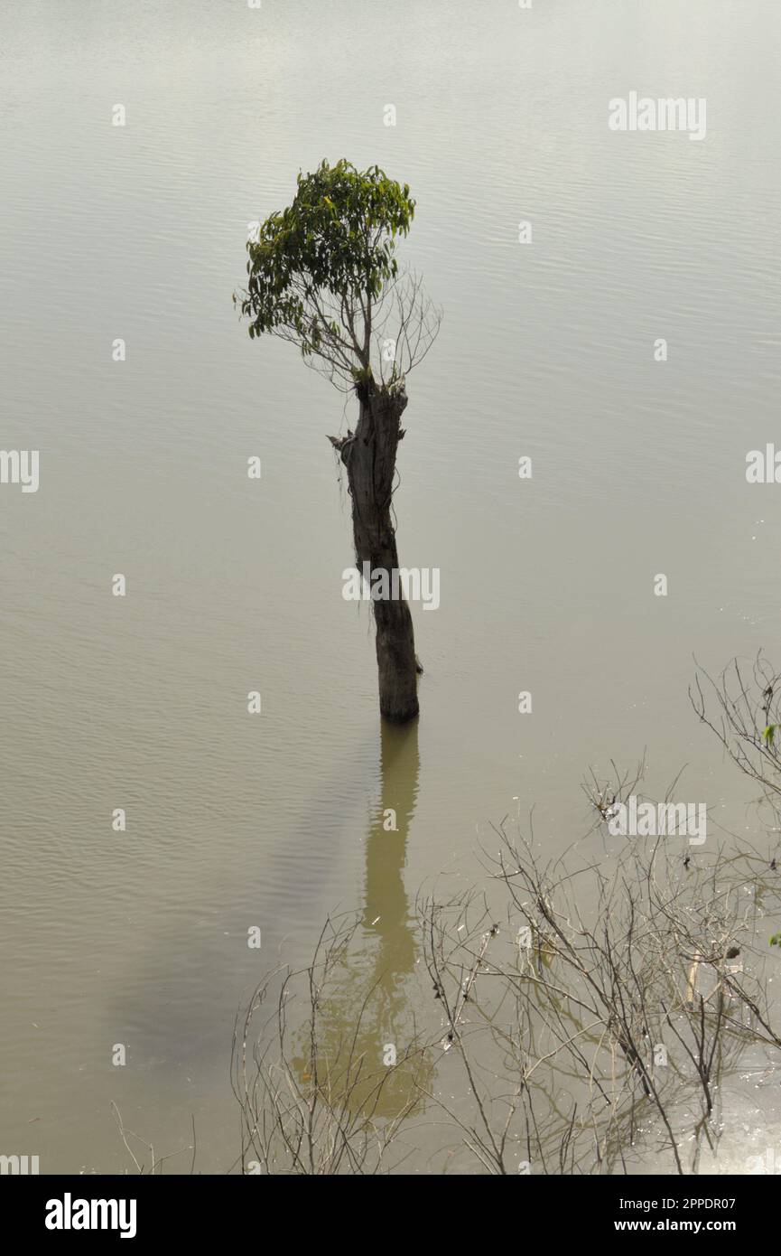 A tree that partly submerged in water, on Kampar Kanan river near Muara ...