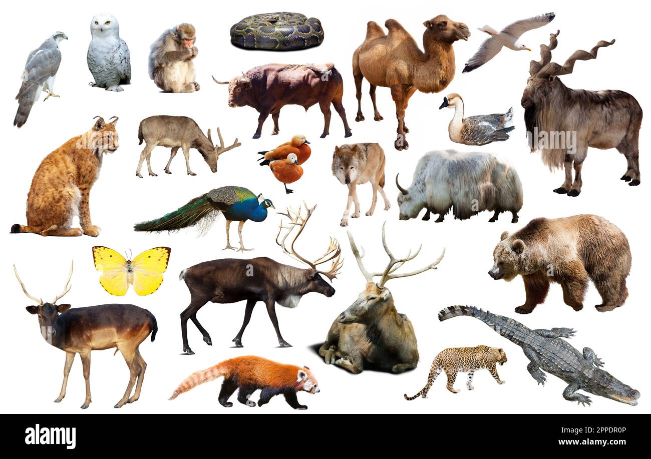 asia animals isolated Stock Photo - Alamy