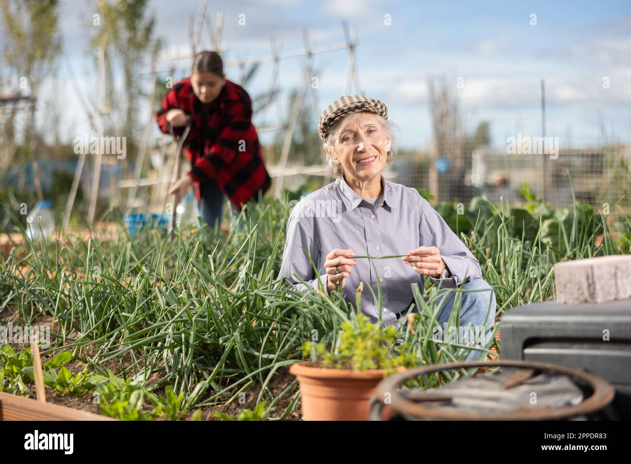 Harvesting spring onions belgium hi-res stock photography and images ...