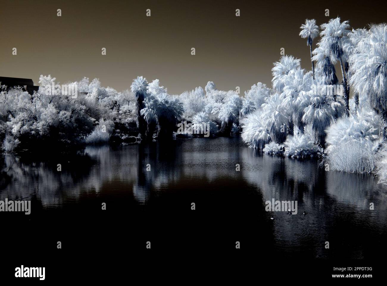 Mysterious and alien appearing palm tree tropical lagoon Stock Photo ...