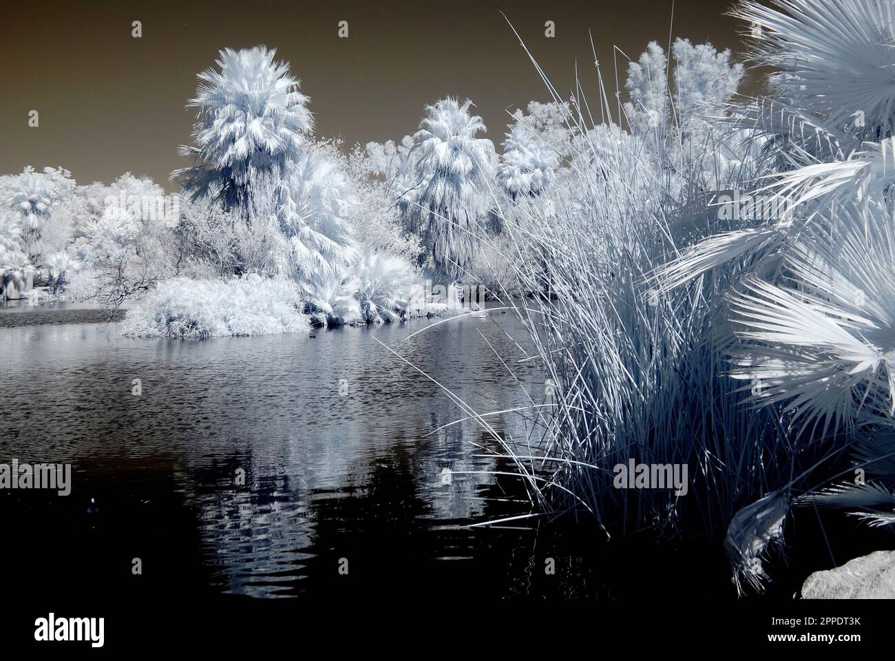 Mysterious and alien appearing palm tree tropical lagoon Stock Photo ...