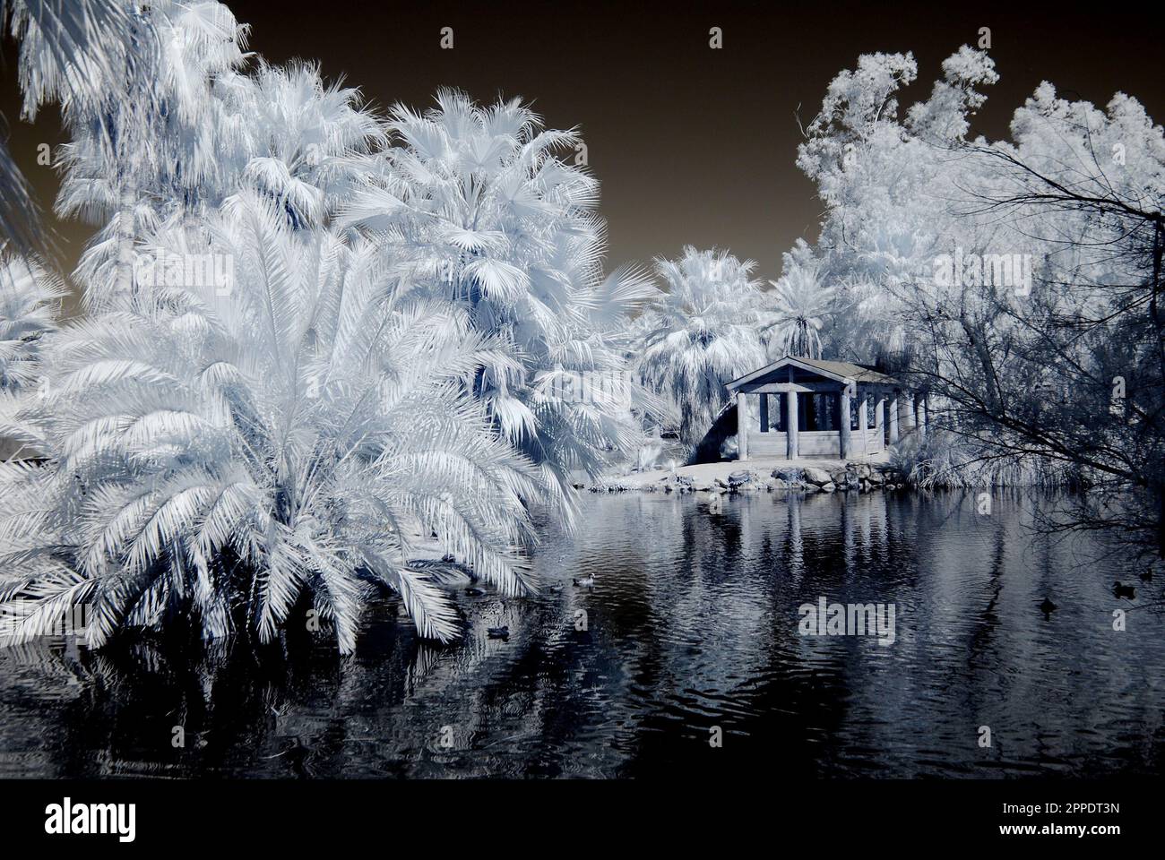 Mysterious and alien appearing palm tree tropical lagoon Stock Photo ...