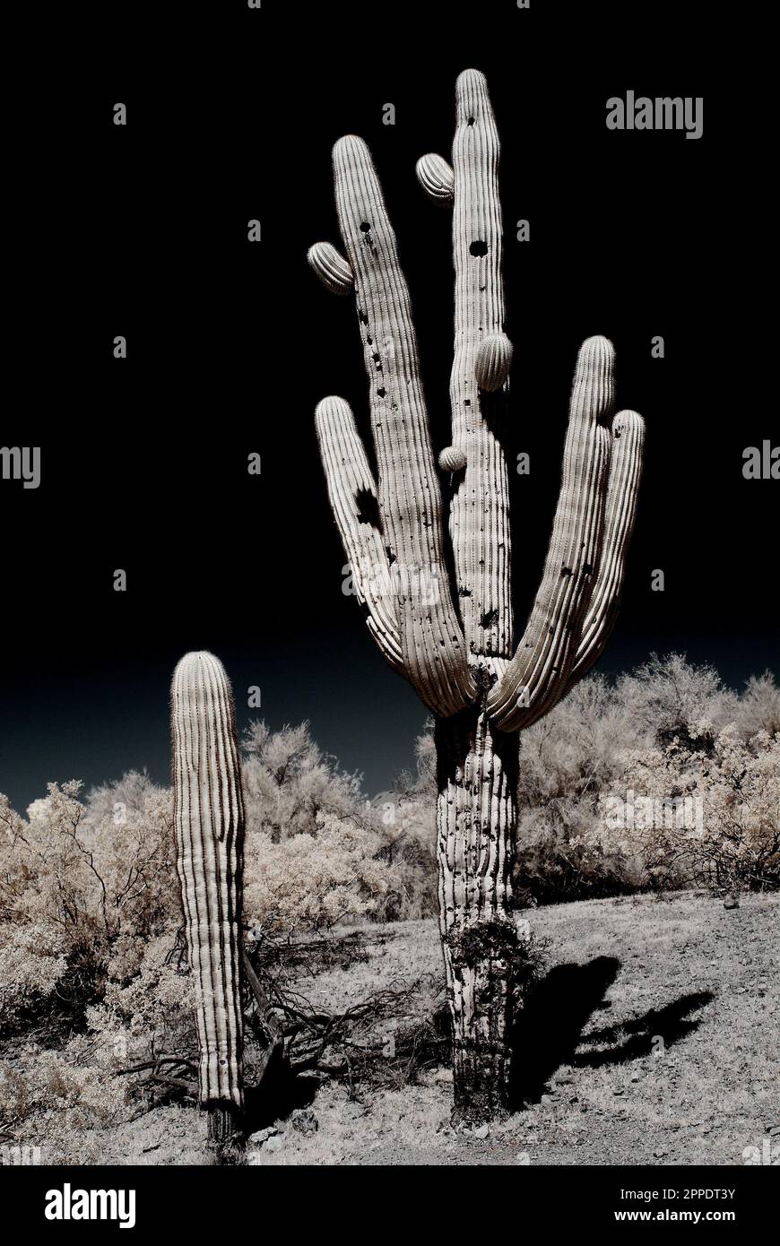 Moonlight cacti hi-res stock photography and images - Alamy