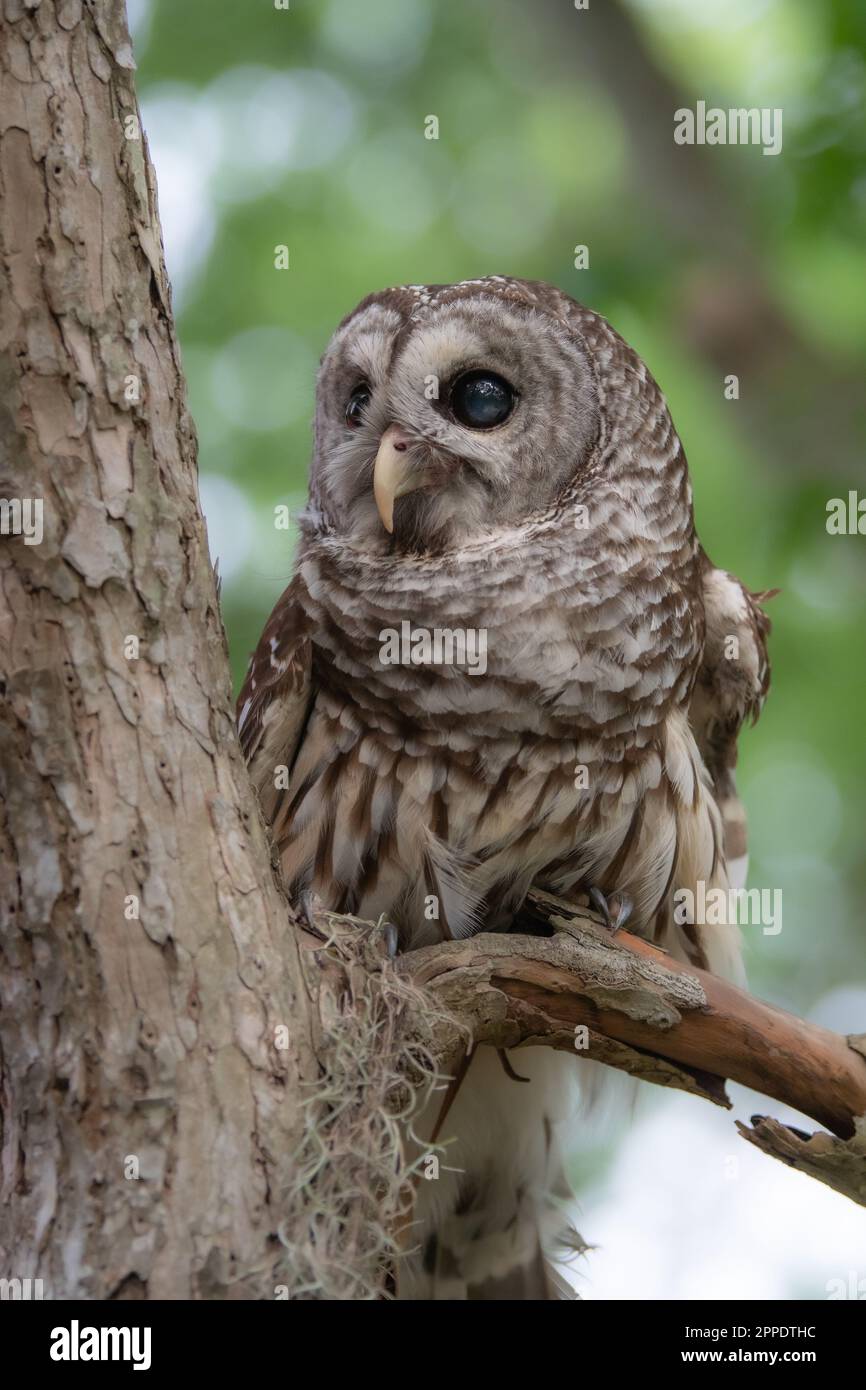 A beautiful barred owl in a forest during spring Stock Photo - Alamy