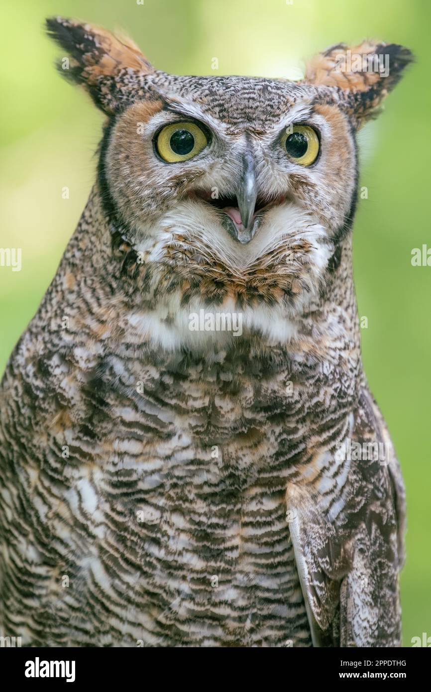 Extreme closeup of a Great Horned Owl with its beak open Stock Photo ...