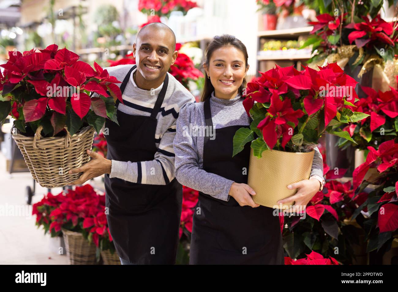 Positive flower shop workers with pots of flowers Poinsettias ...