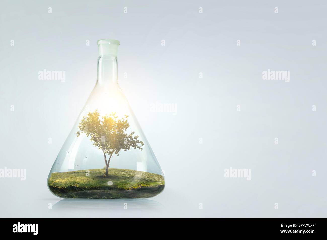Tree growing inside clear glass bottle Stock Photo - Alamy