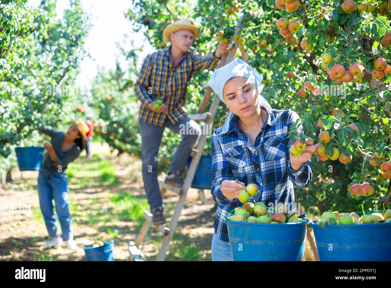 Group of people picking pears Stock Photo - Alamy