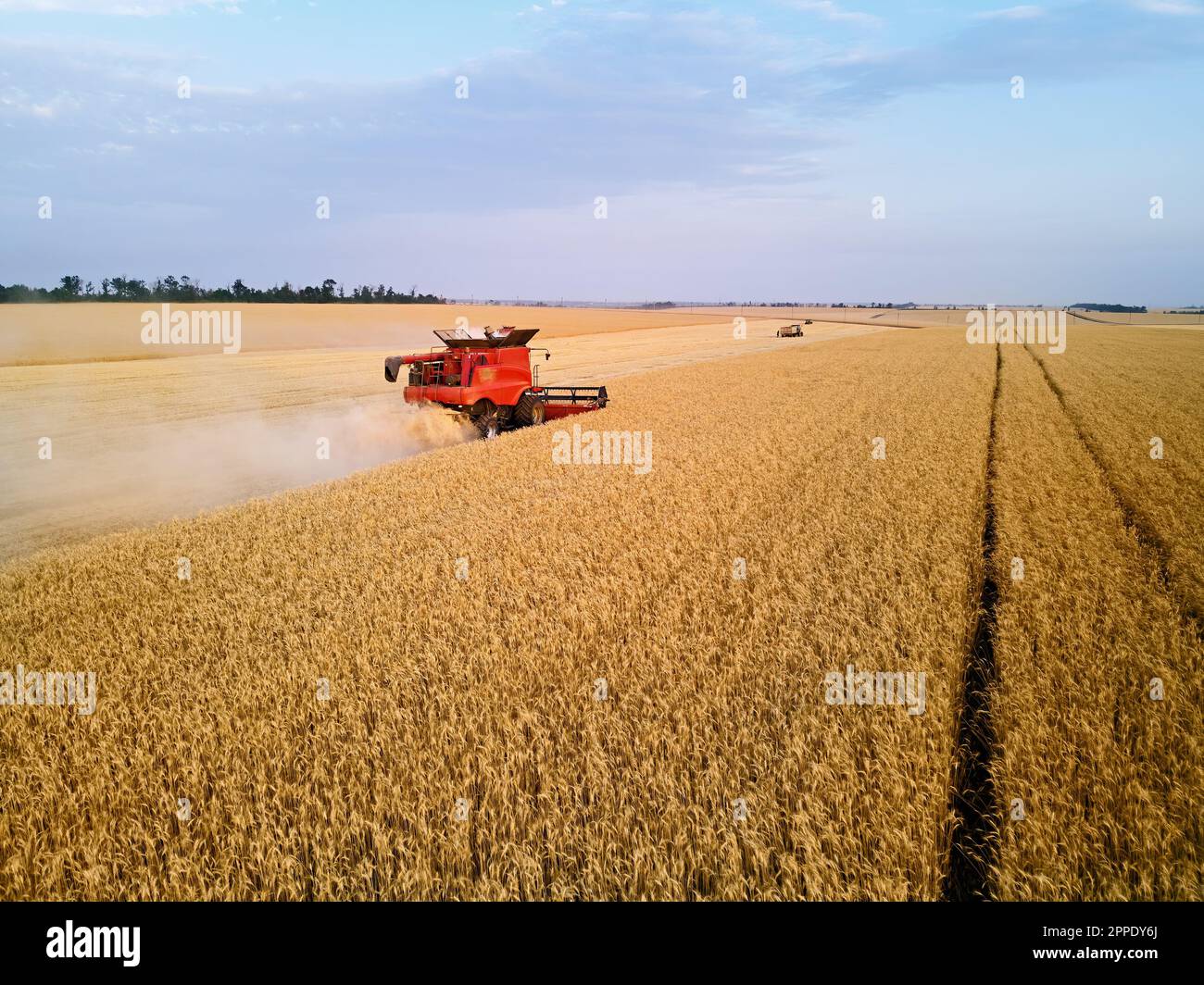 Aerial drone photo of red harvester working in wheat field on sunset ...
