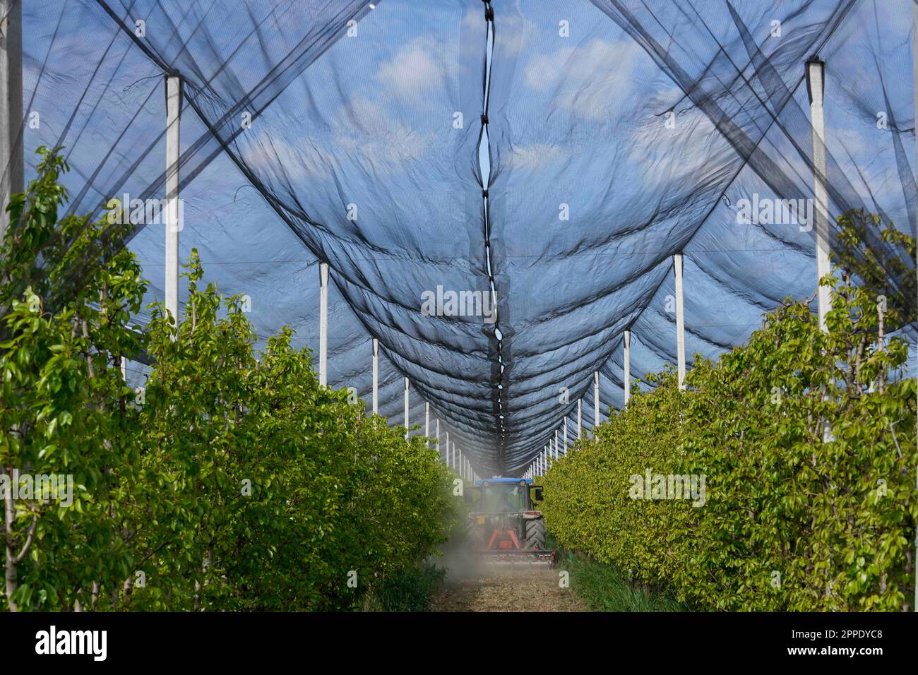 A farmer works by maneuvering her tractor in a pear field in Crevalcore ...