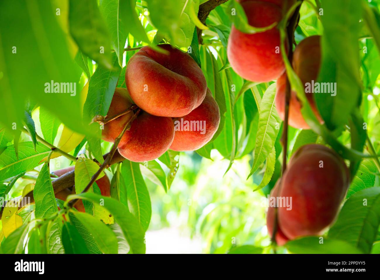 Saturn peach tree hi-res stock photography and images - Alamy