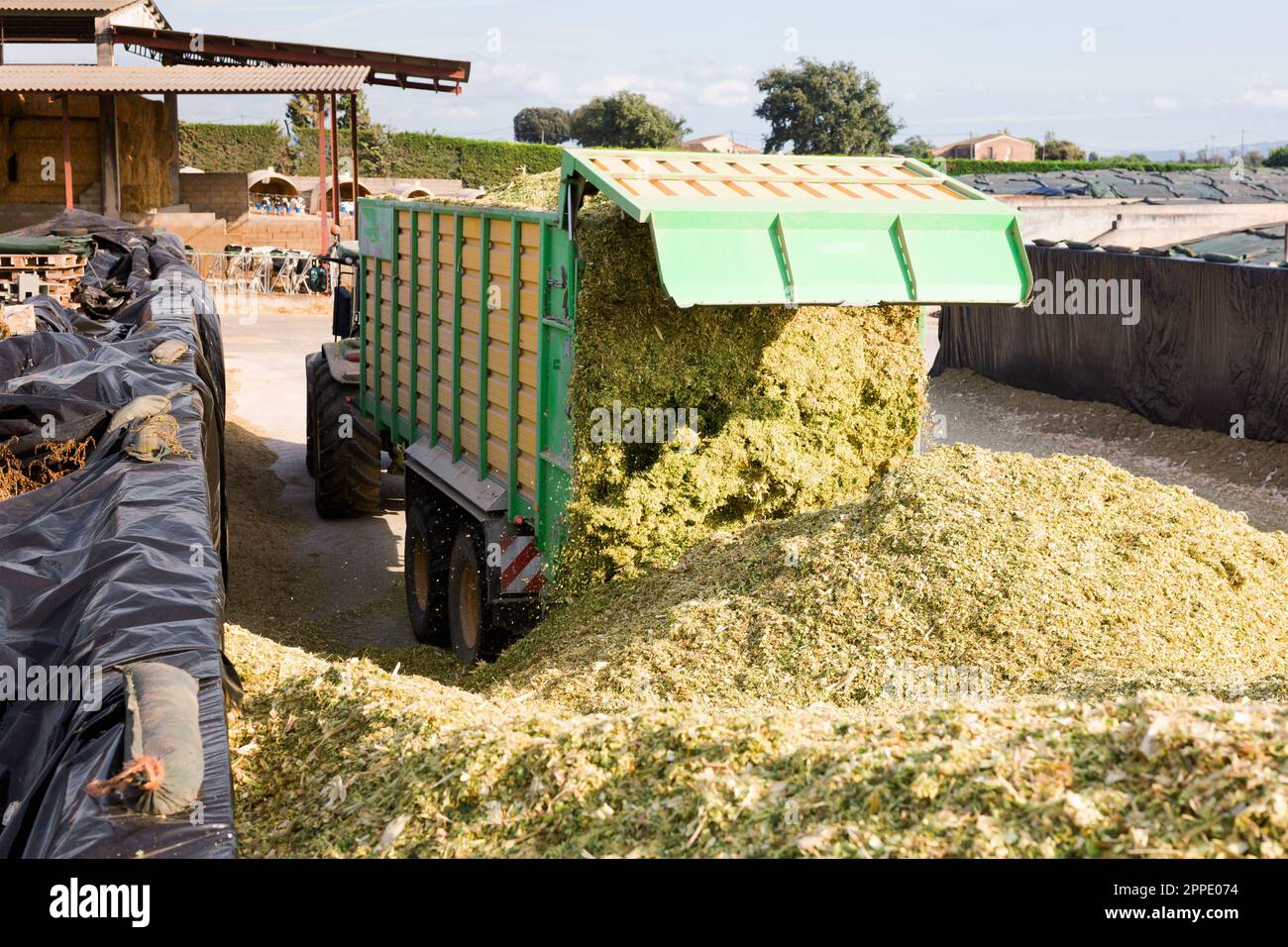 Harvesting of silage Stock Photo - Alamy