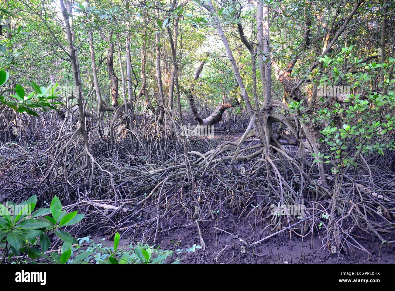 Mangrove trees at the Prasae Rayong Mangrove Forest boardwalk or ...