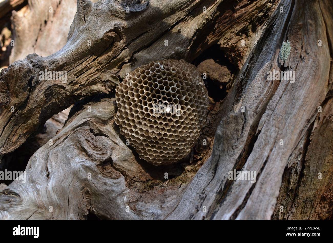 Large Wasp Nest On Tree Trunk Stock Photo - Alamy