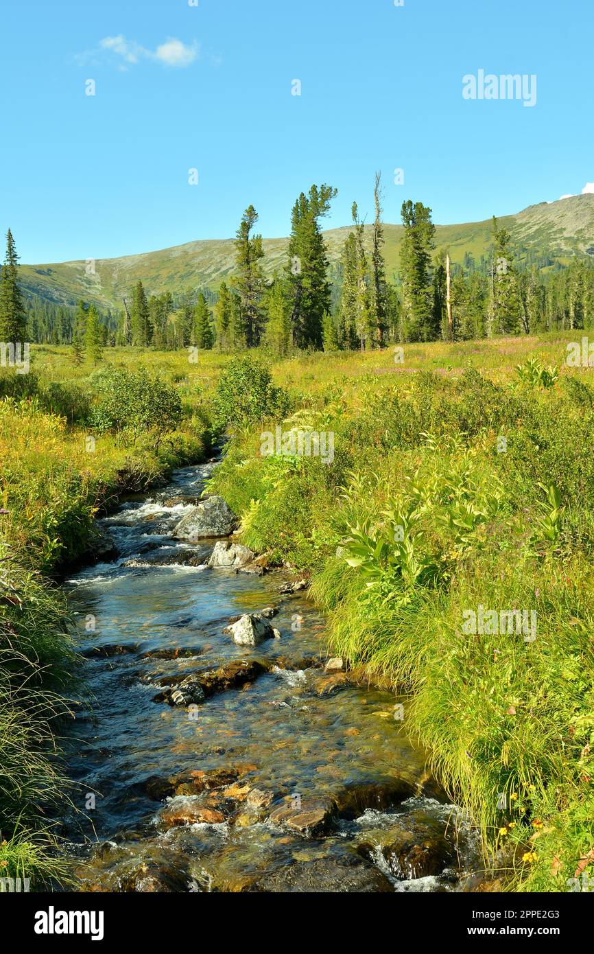 A small shallow river with a rocky bottom flows through a clearing with ...