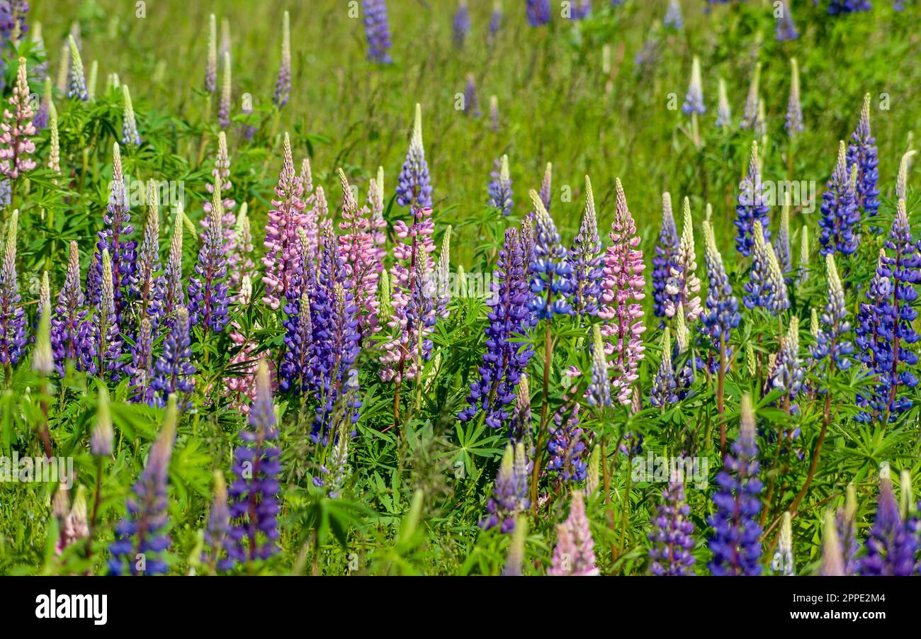 Field of colorful lupine flowers, in shades of purple and pink ...