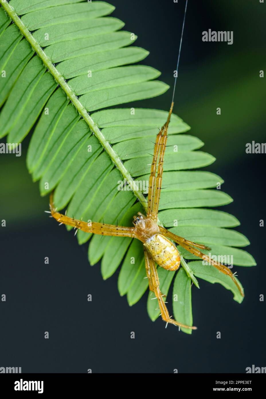 Cross spider, Yellow spider on green leaves, Even group leaf in nature ...