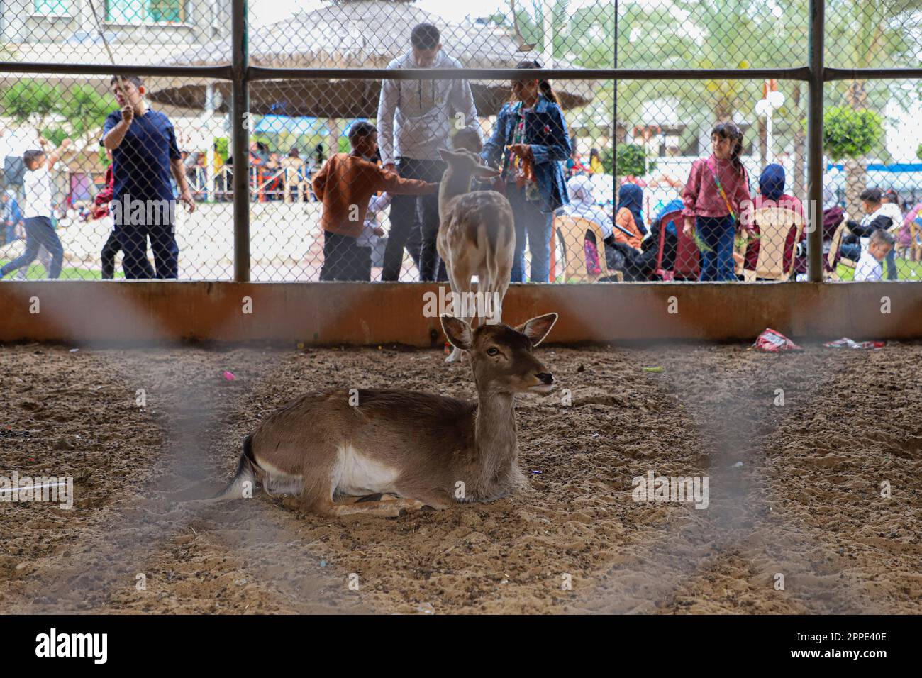 Nama zoo hi-res stock photography and images - Alamy