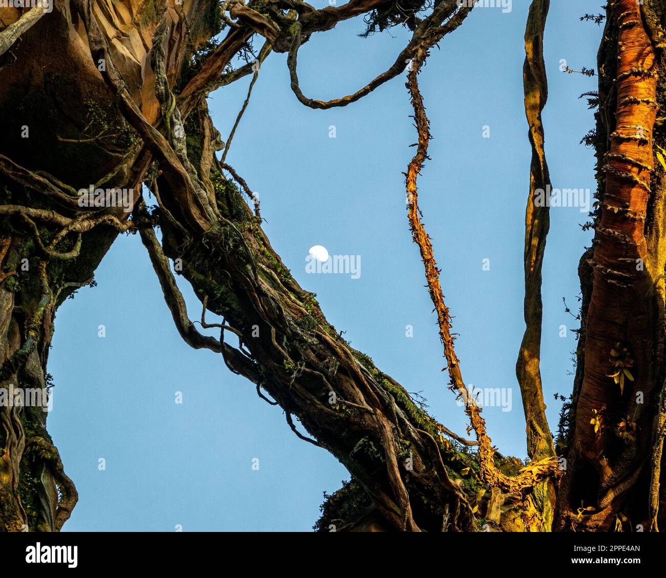 The amazing world of Pandora Stock Photo - Alamy