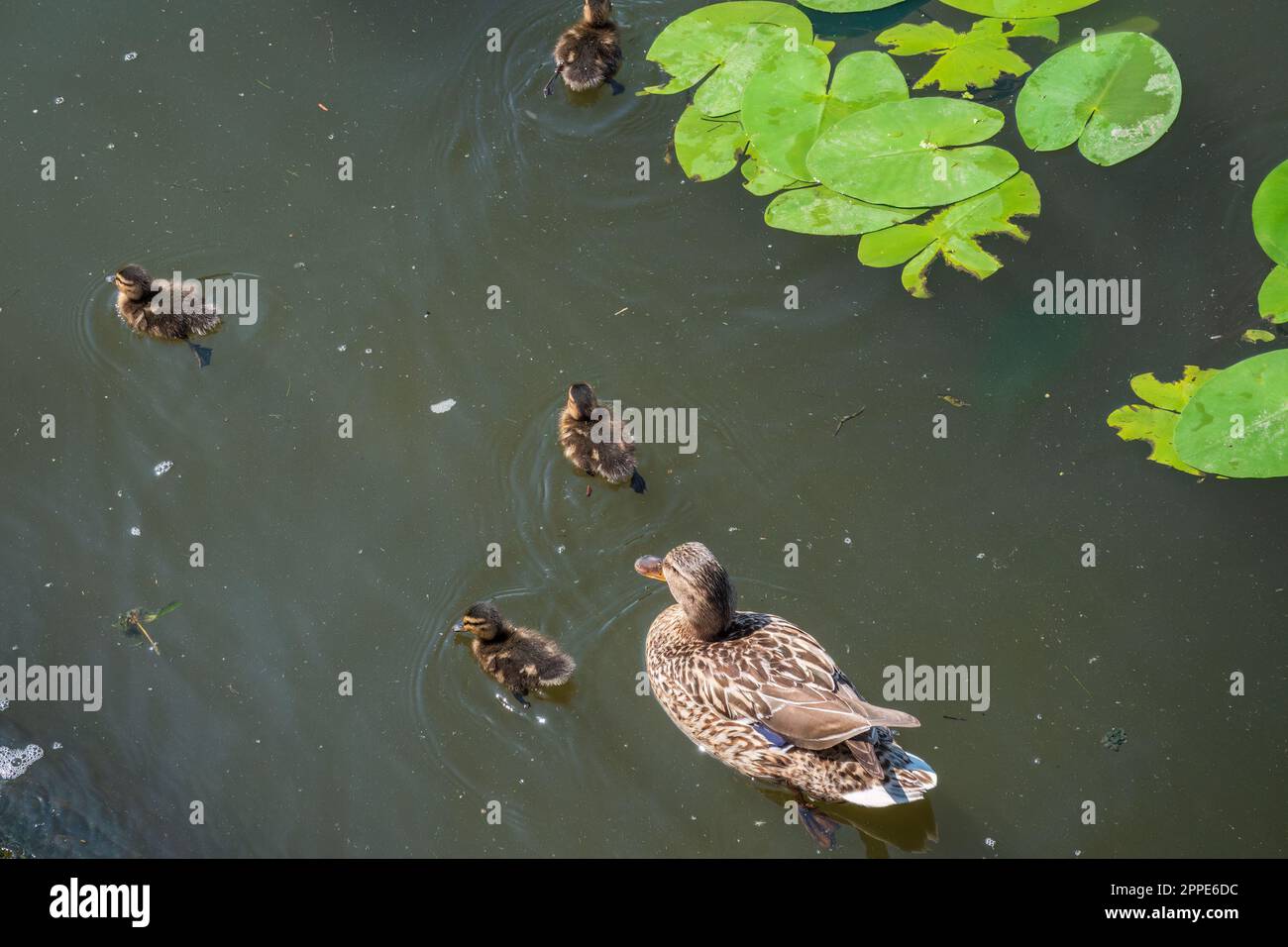 A family of ducks, a duck and its little ducklings are swimming in the ...