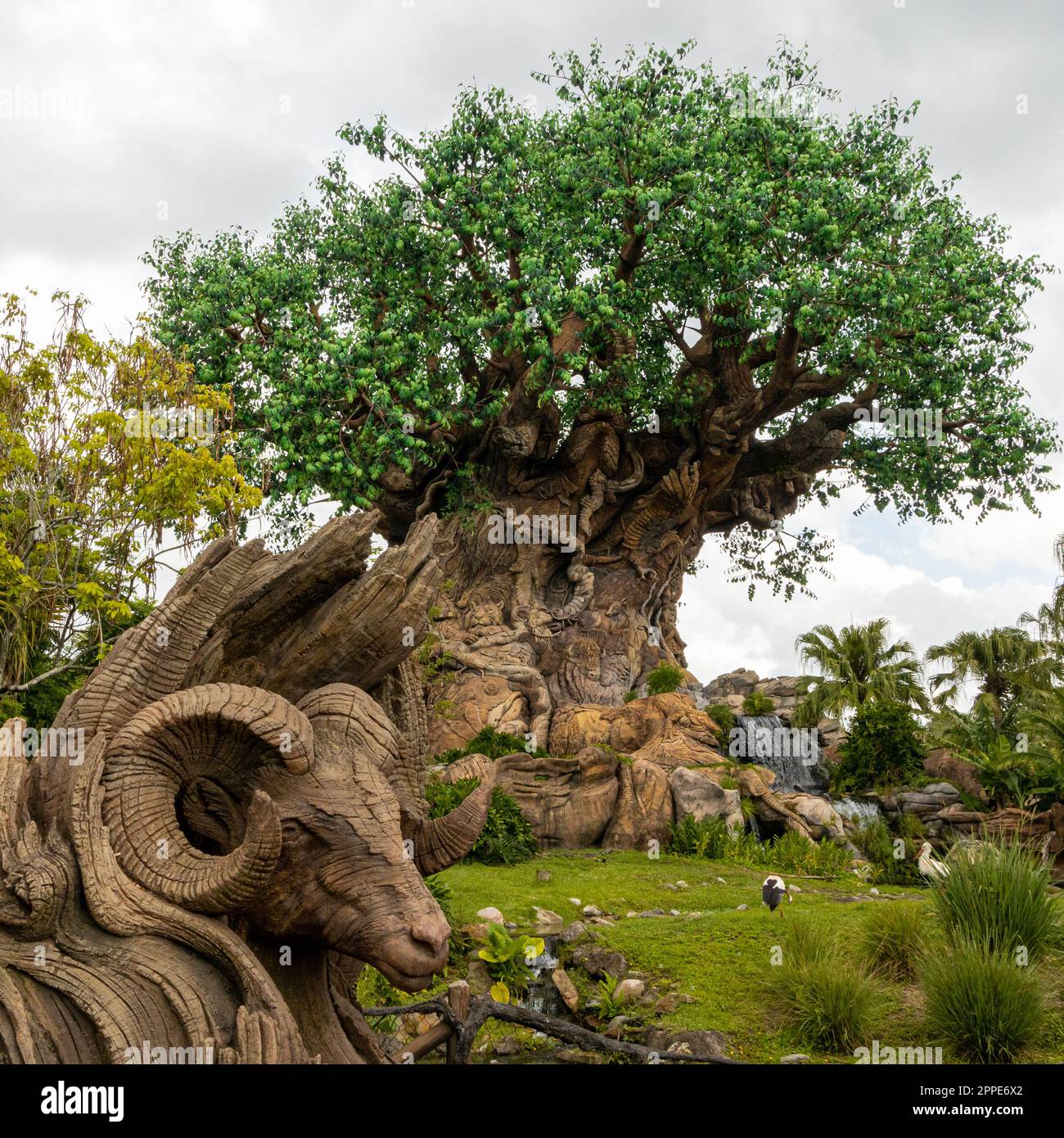 Tree Of Life Disney Drawing