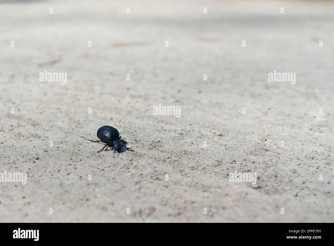 the very poisonous but protected black-blue oil beetle, blister beetle ...