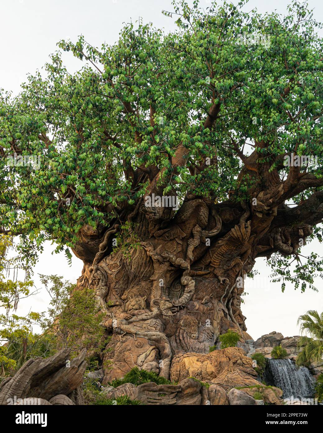 The amazing tree of life Stock Photo - Alamy
