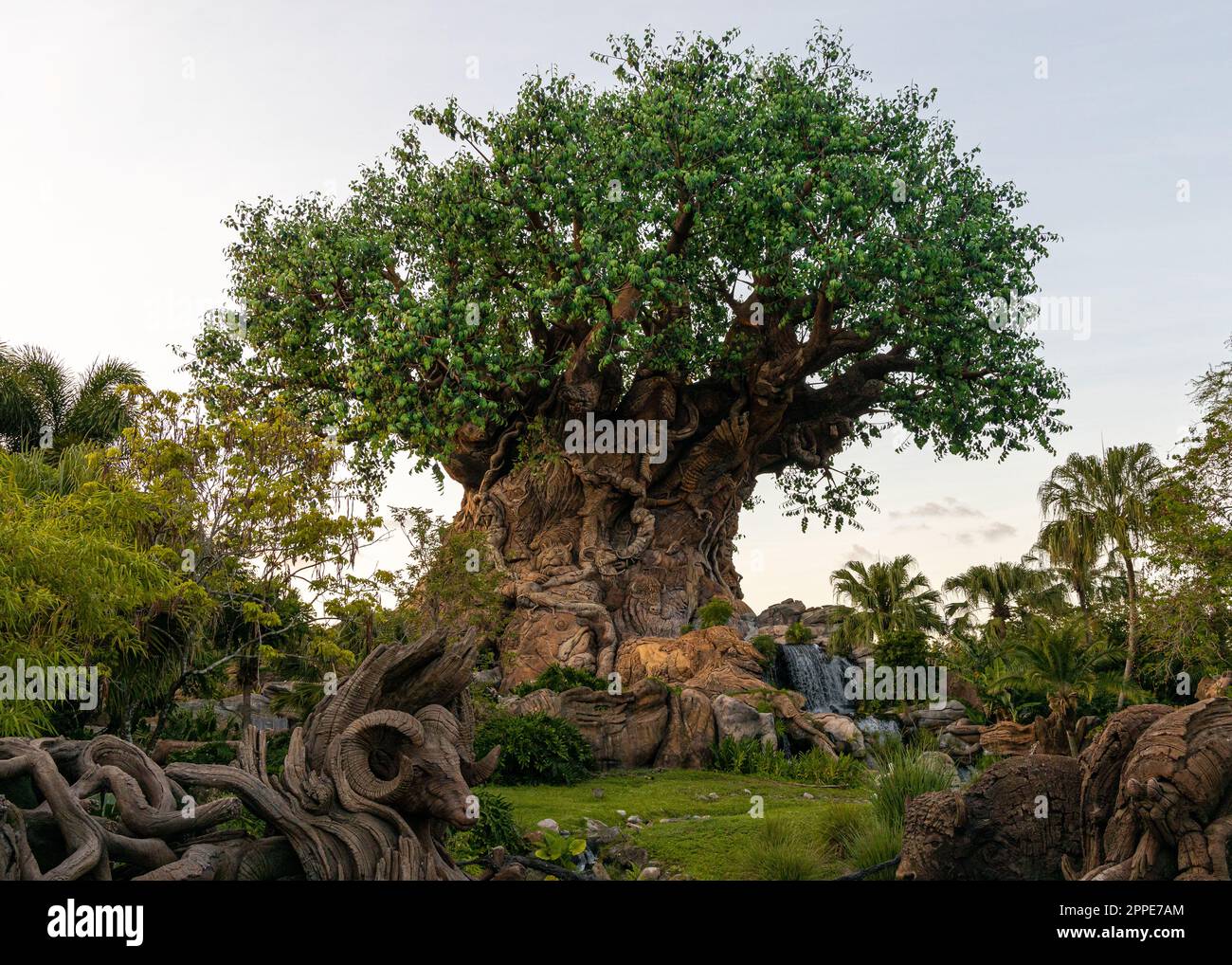 The amazing tree of life Stock Photo - Alamy