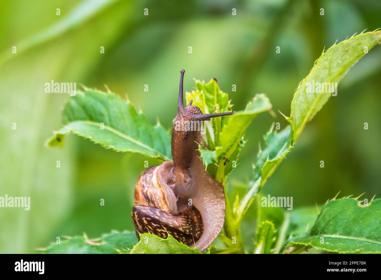 Copse snail gliding on the plant in the garden. Macro, close-up. Copse ...