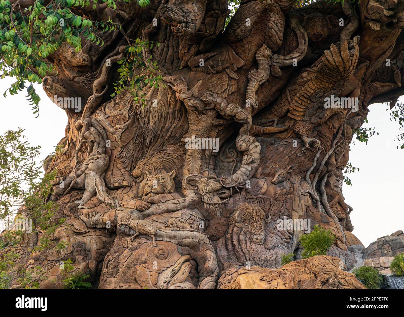The amazing tree of life Stock Photo - Alamy