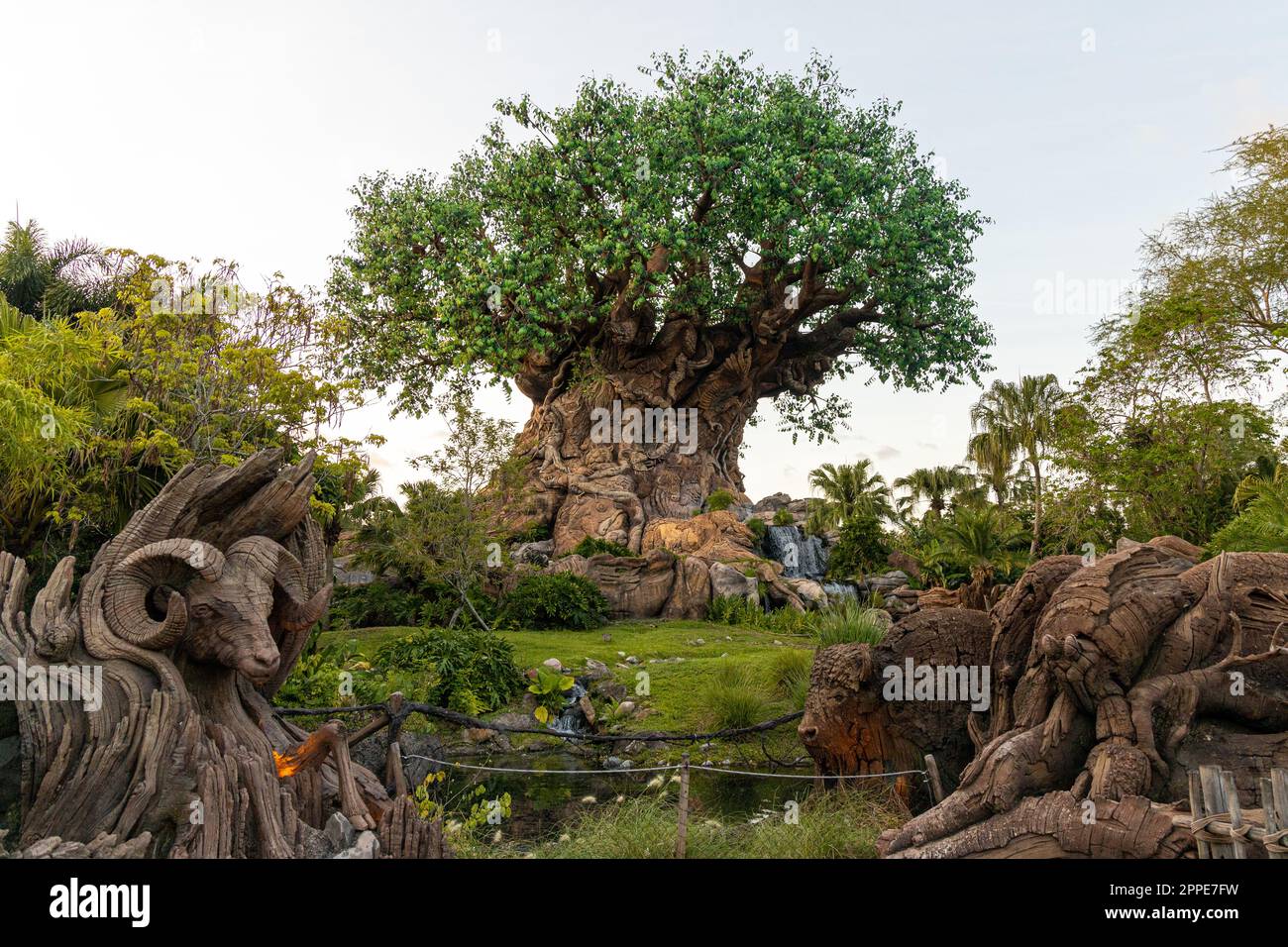The amazing tree of life Stock Photo - Alamy