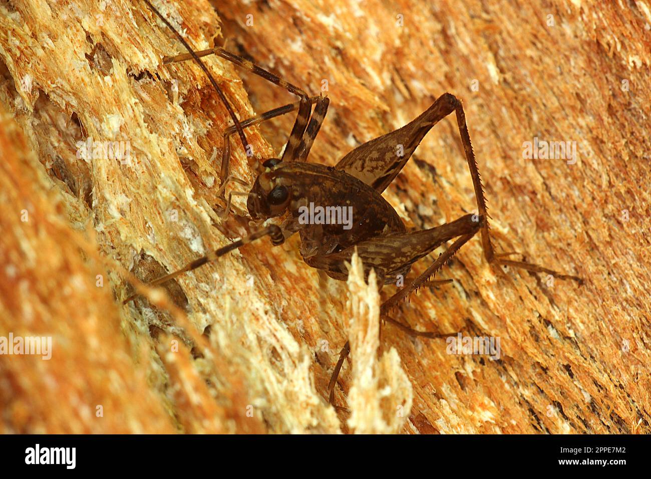Gryllacrididae Camel Crickets