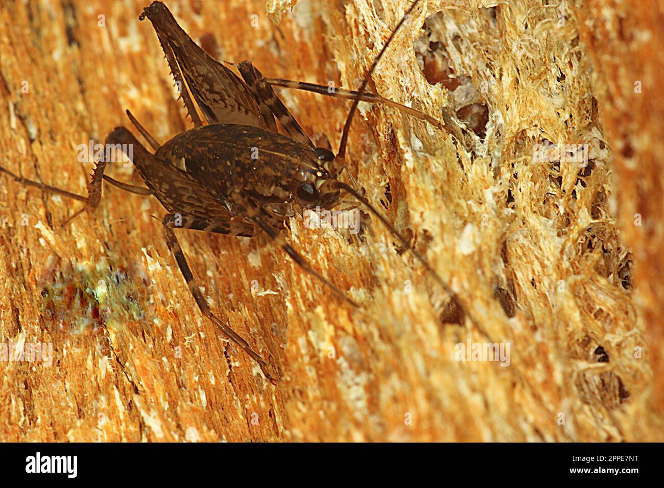 Camel cricket (Pleioplectron sp.) on rotten wood Stock Photo - Alamy