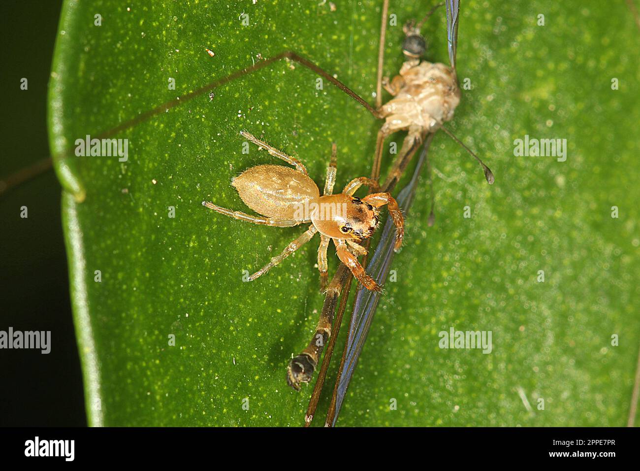 Spider crane hi-res stock photography and images - Alamy