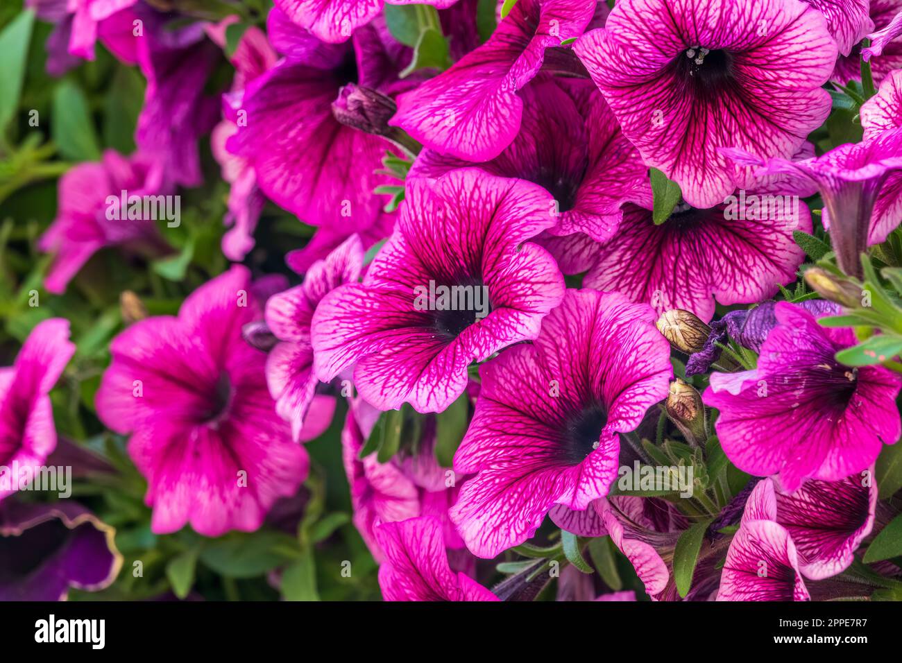 Beautiful Petunia Surfinia Pink Vein, purple and violet surfinia ...