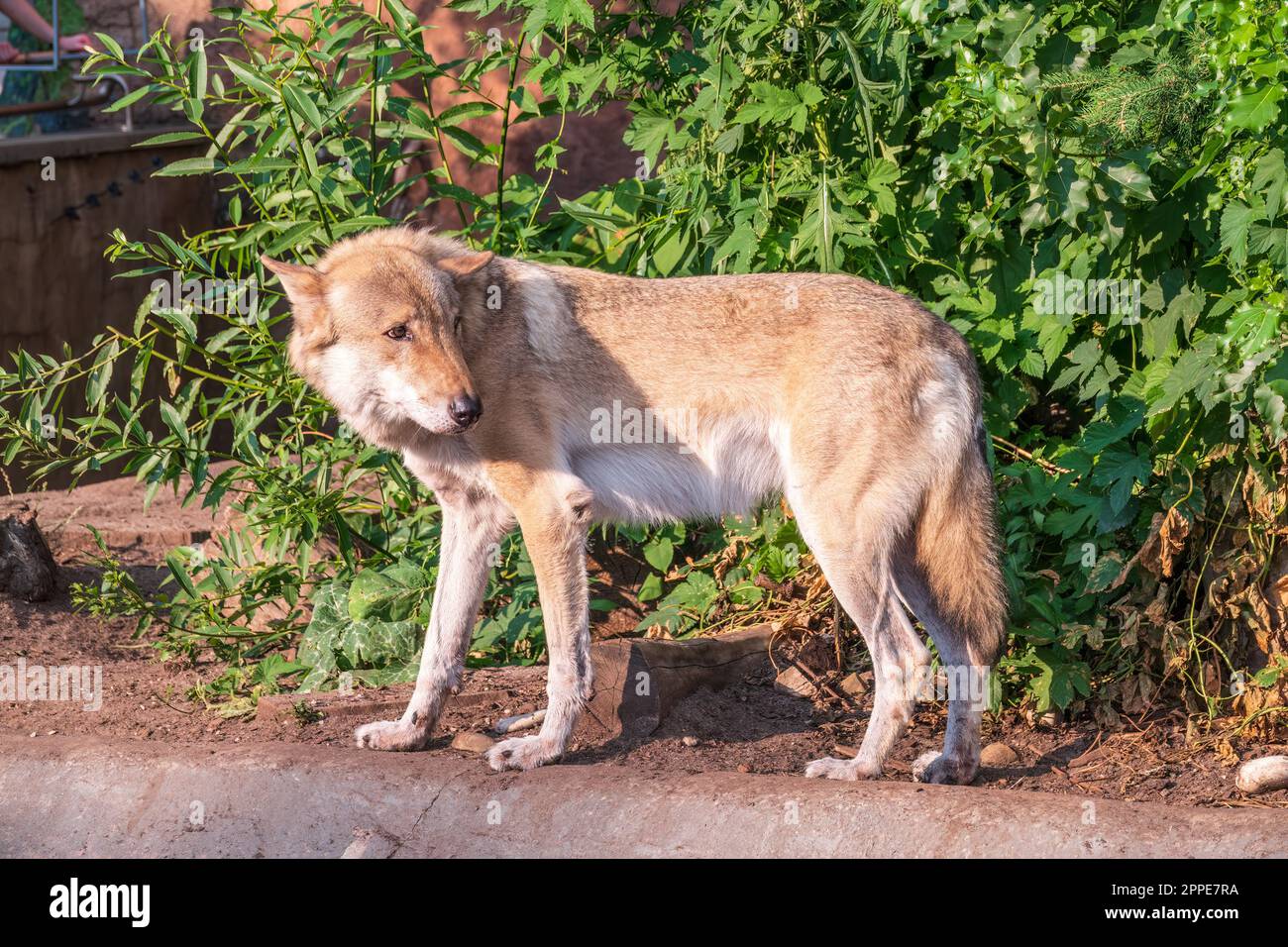 Gray wolf in forest on the green grass. The wolf, Canis lupus, also ...