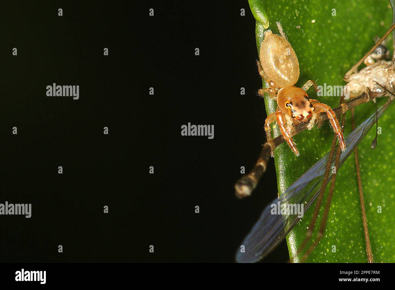 Spider crane hi-res stock photography and images - Alamy