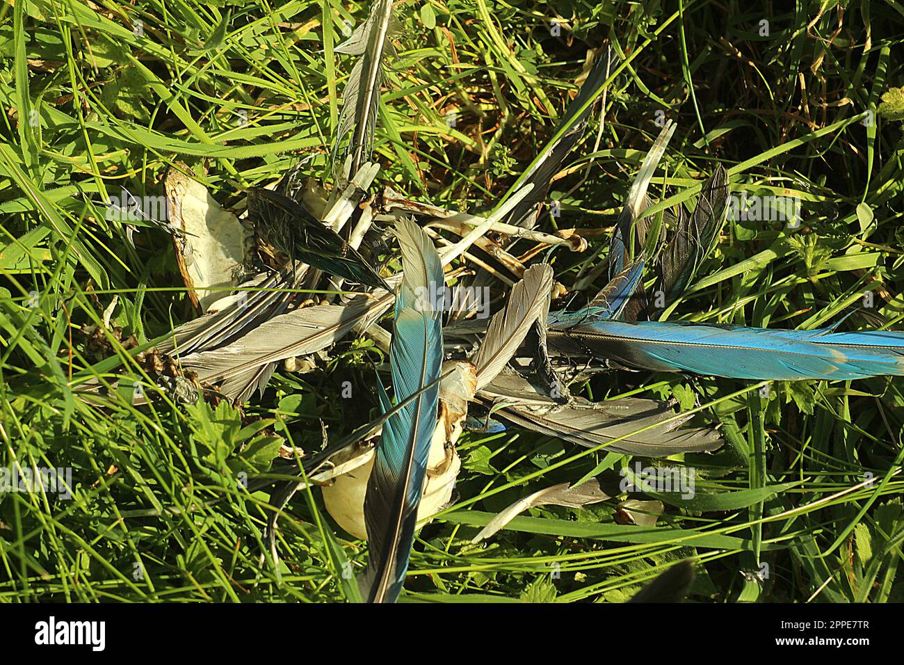 Feral cat predaton - remains of a rosella Stock Photo - Alamy