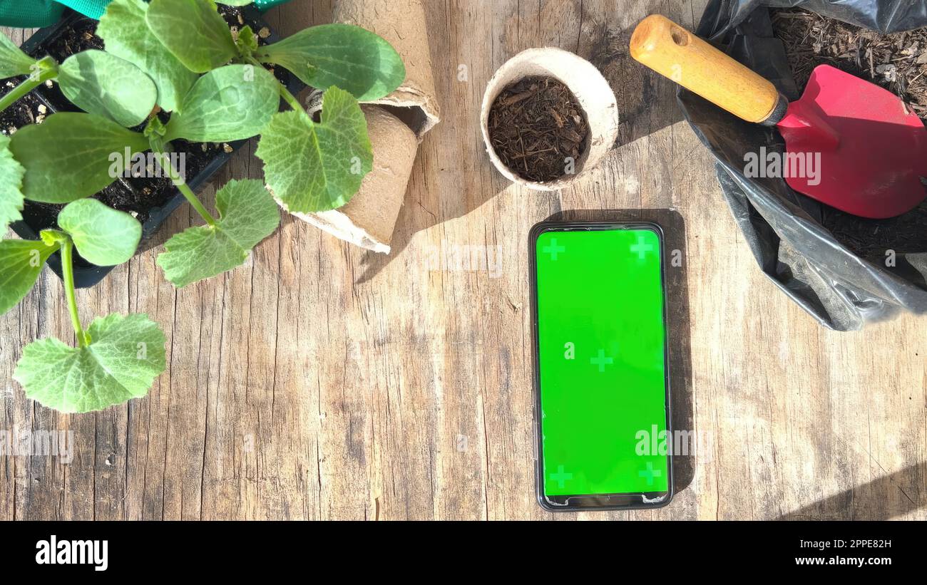 How to growing food at home on the terrace/balcony. Young green plants ...