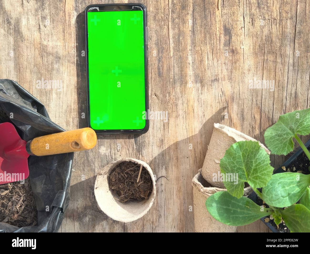 How to growing food at home on the terrace/balcony. Young green plants ...