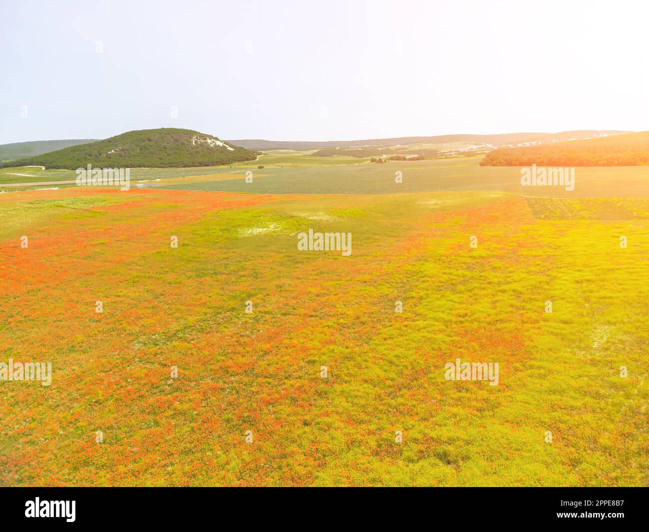 Field of red poppies. Aerial view. Beautiful field scarlet poppies ...