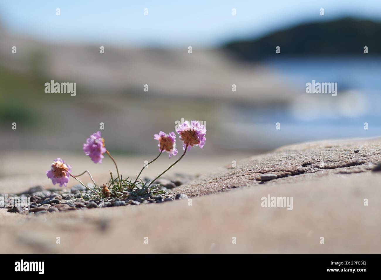 4 isolated sea thrift flowers, Armeria maritima, growing on a scaur by ...
