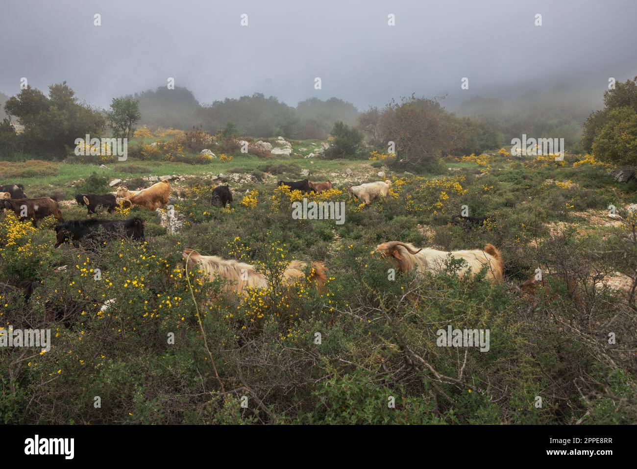 Israel goats hi-res stock photography and images - Alamy