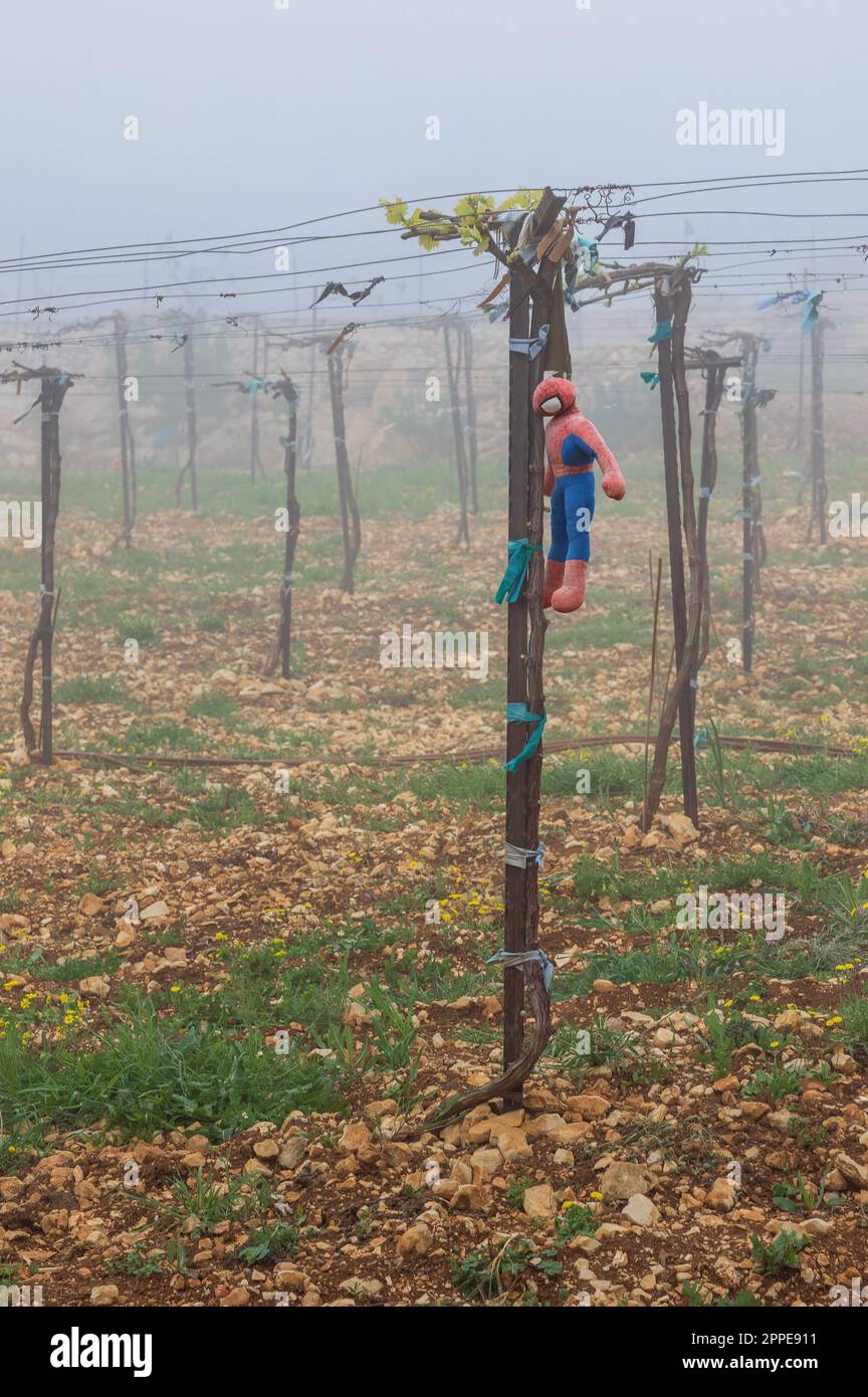 Harvest spider hi-res stock photography and images - Alamy