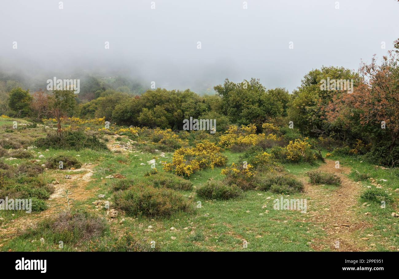 Beautiful landscape with fog on the top of Mount Meron in Israel Stock ...