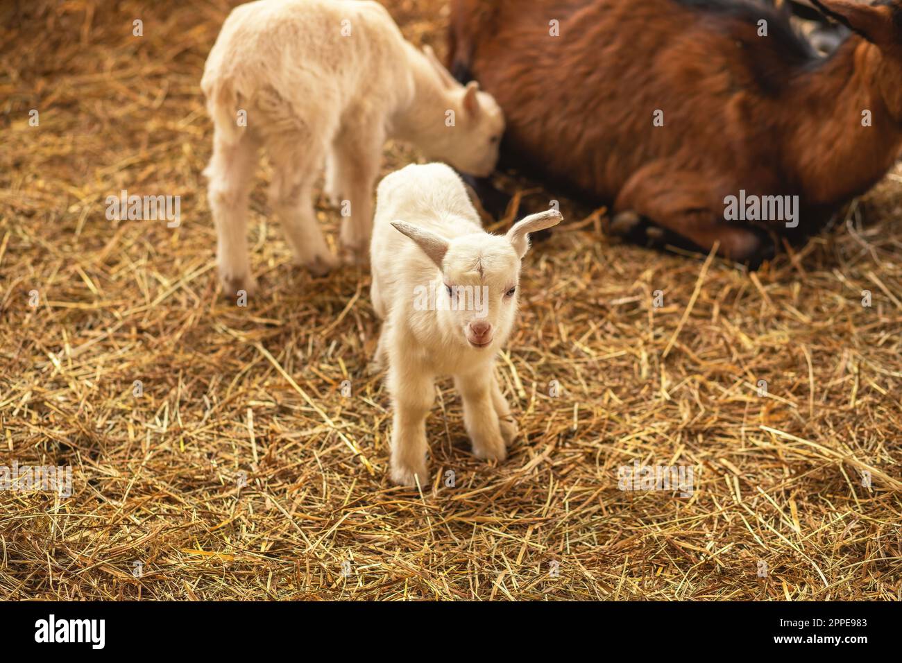 Baby goat on farm photo hi-res stock photography and images - Alamy