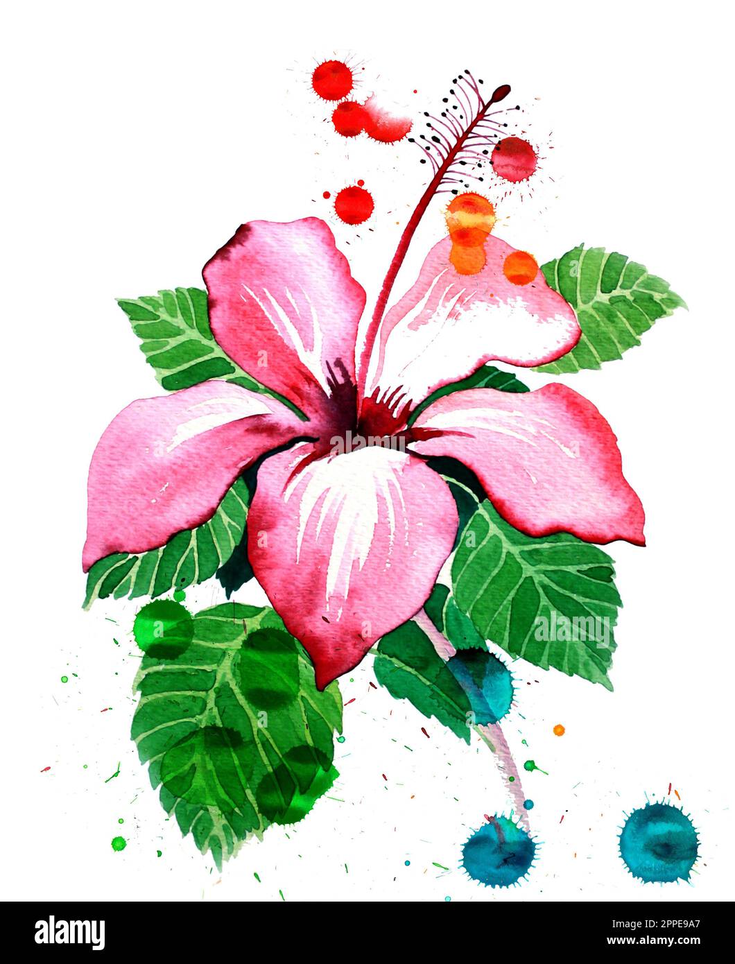 Hibiscus flower. Ink and watercolor drawing with splatters Stock Photo ...