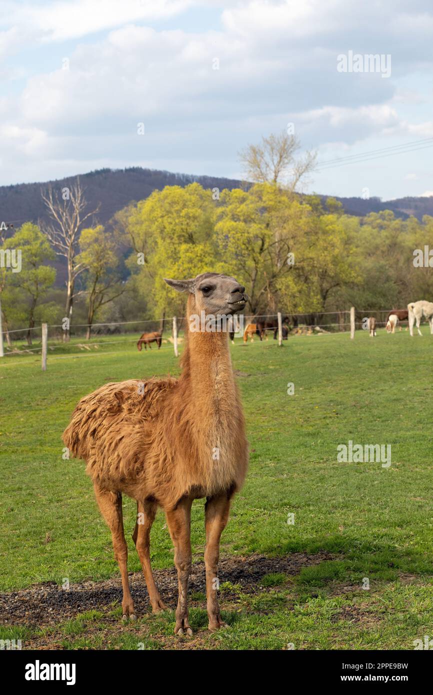 Alpaca on animal fram. High quality photo Stock Photo - Alamy